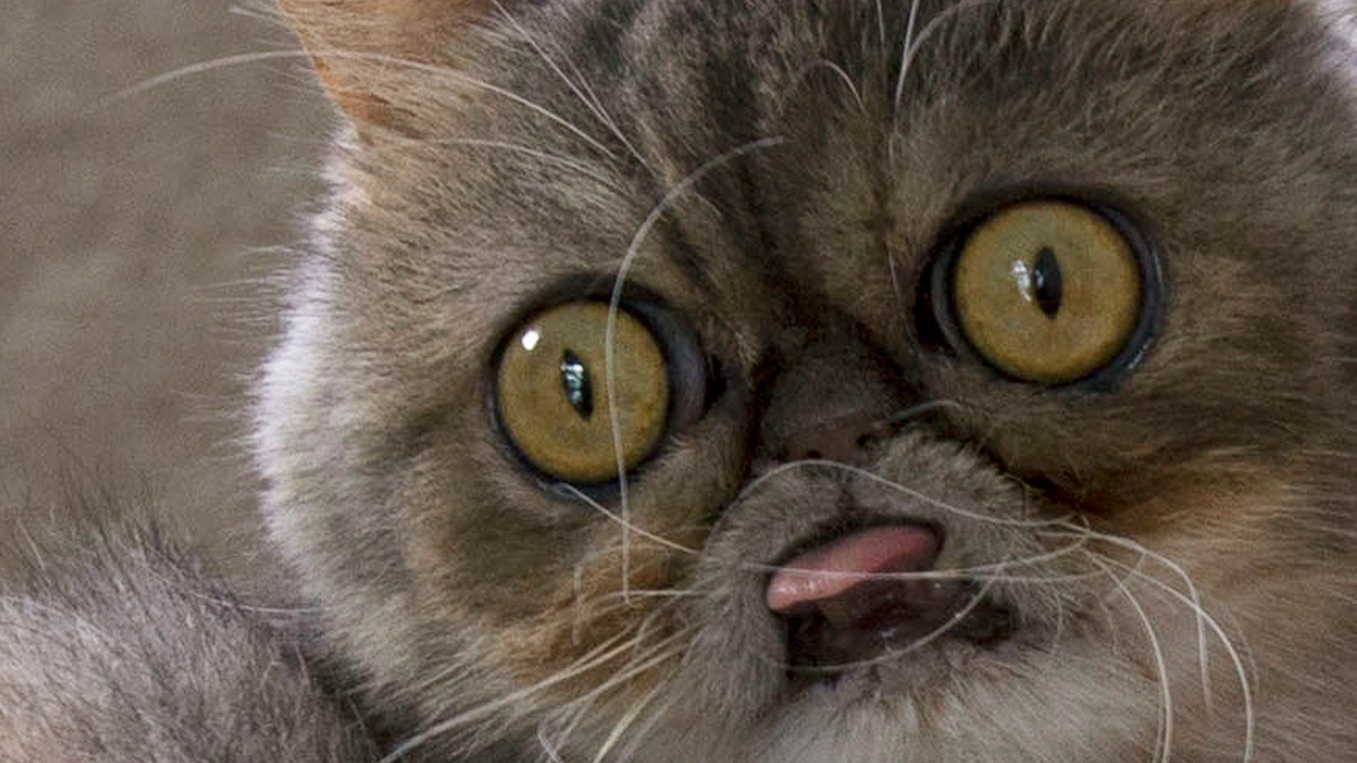 Patsy - Chat fait rire - Squat | Télé-Québec